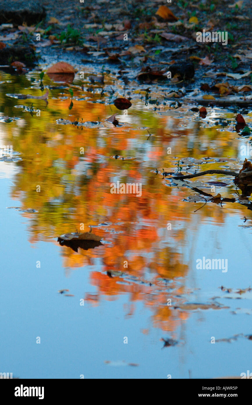 Vibrantly Colored Fall Foliage Autumn Leaves Reflected in a Puddle of ...