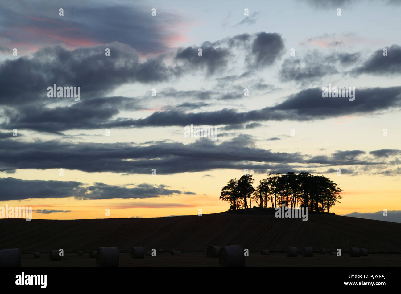 Roundel of trees near Aberlemno, Angus, Scotland, UK Stock Photo - Alamy