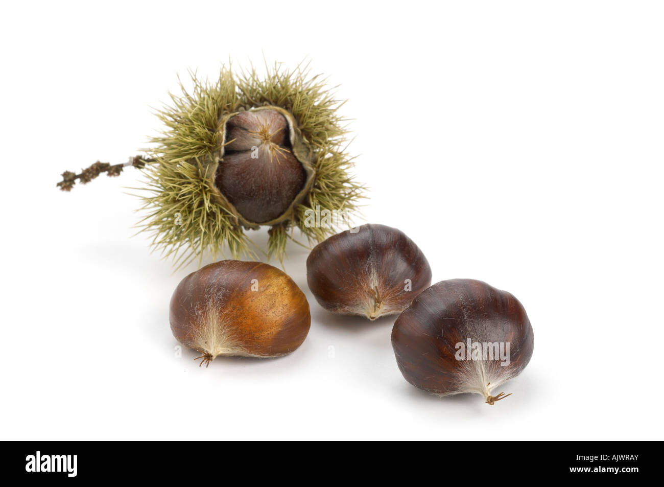 Sweet chestnut hi-res stock photography and images - Alamy