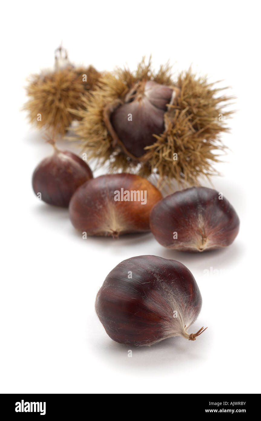 Sweet chestnut nut hi-res stock photography and images - Alamy
