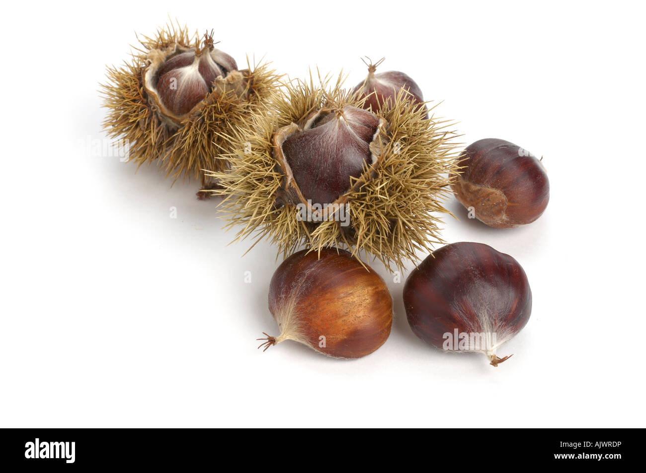 Sweet chestnut hi-res stock photography and images - Alamy