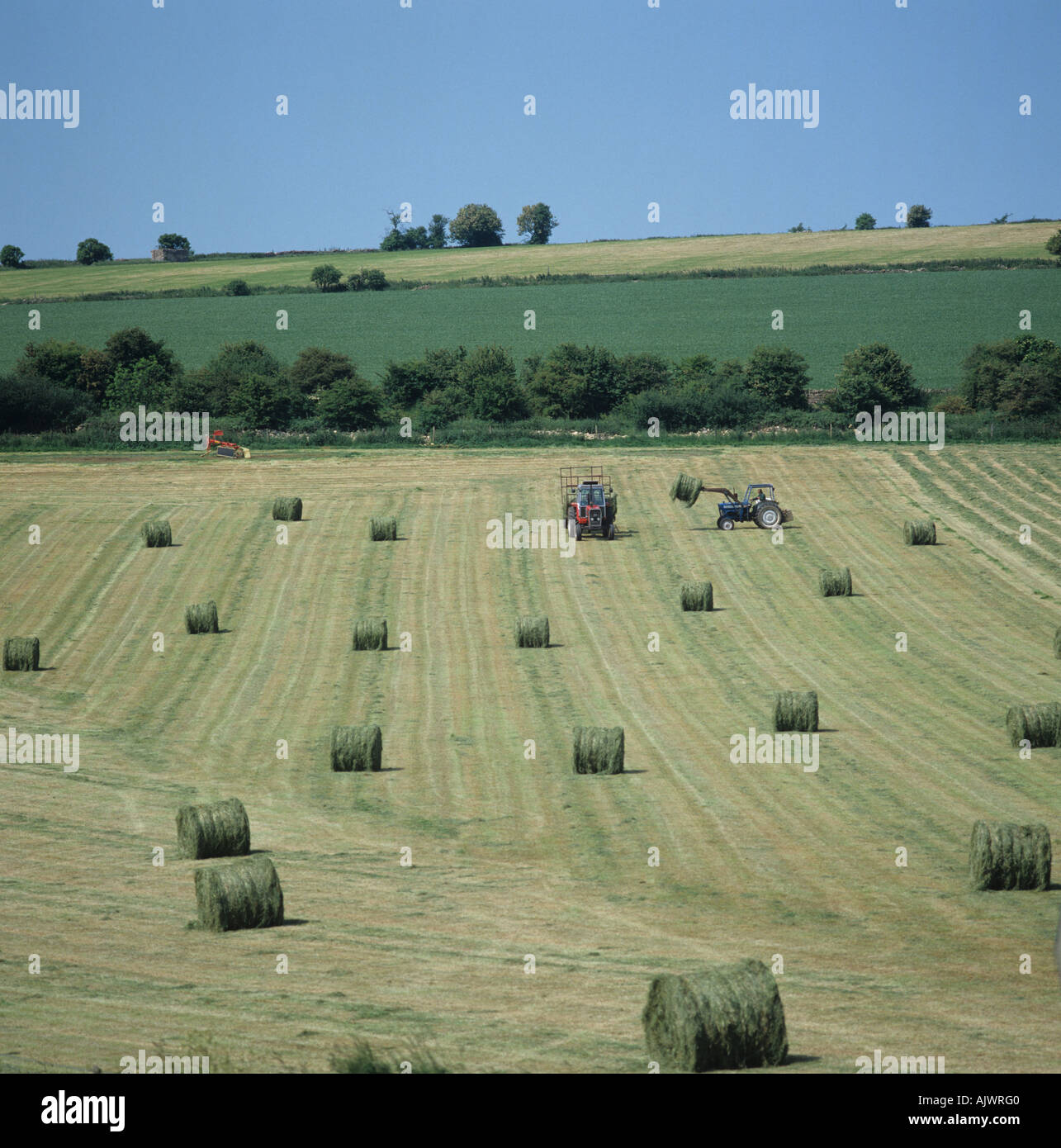 Tractors collecting round bales of silage and stacking on a trailer ...
