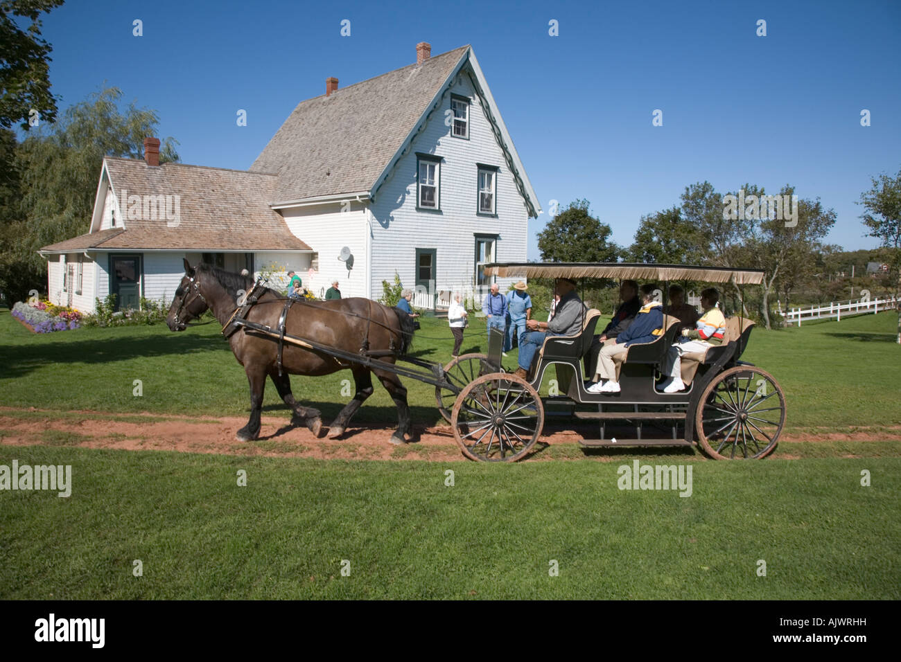 Silver bush hi-res stock photography and images - Alamy