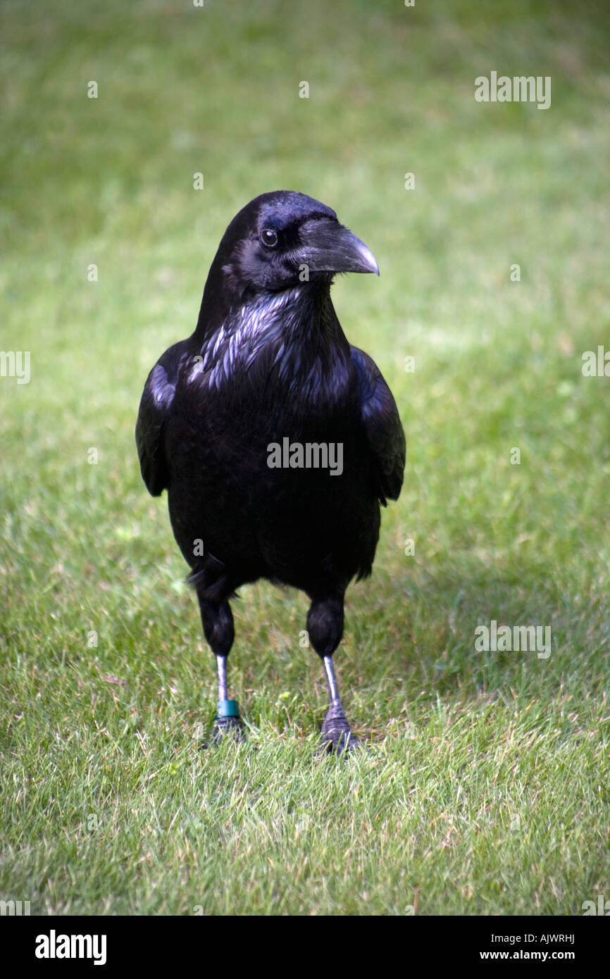 Raven at the Tower of London England Stock Photo - Alamy