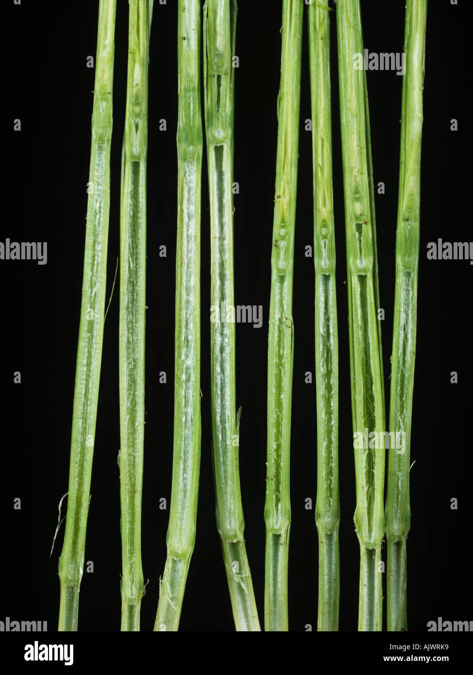 Gibberellic acid effect on the node length of internodes 2 3 in wheat ...