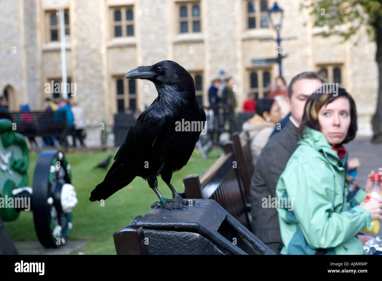 Raven at the Tower of London England Stock Photo - Alamy