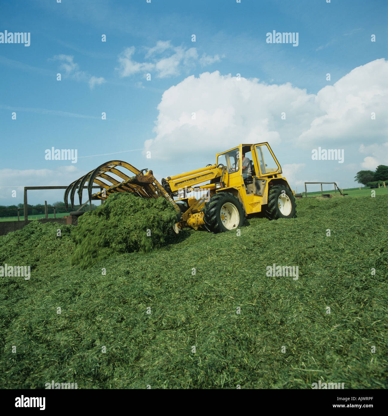 Matbro Teleram compacting freshly foraged silage into a silage clamp ...