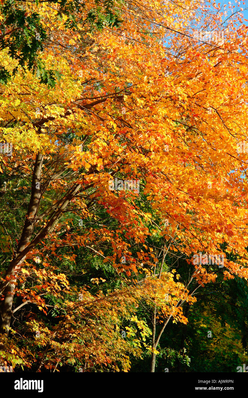 Vibrantly Colored Autumn Leaves Fall Foliage Stock Photo - Alamy