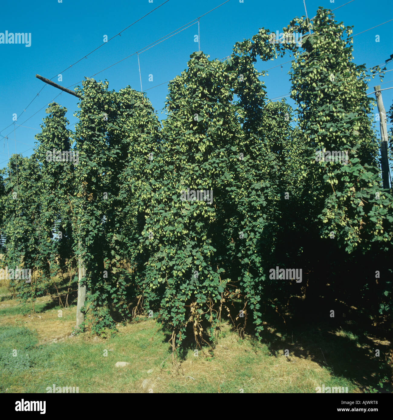 Hop poles hi-res stock photography and images - Alamy