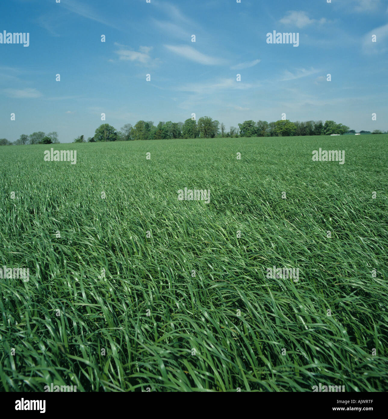 Mature ryegrass ley before first cut of grass in first year Stock Photo ...