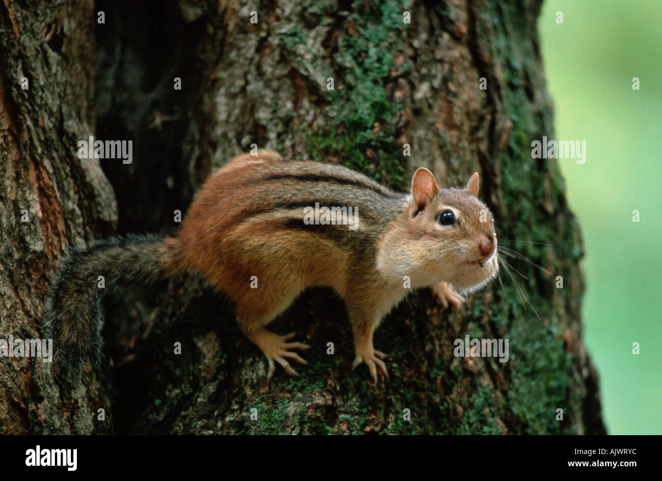 Eastern American Chipmunk Stock Photo - Alamy