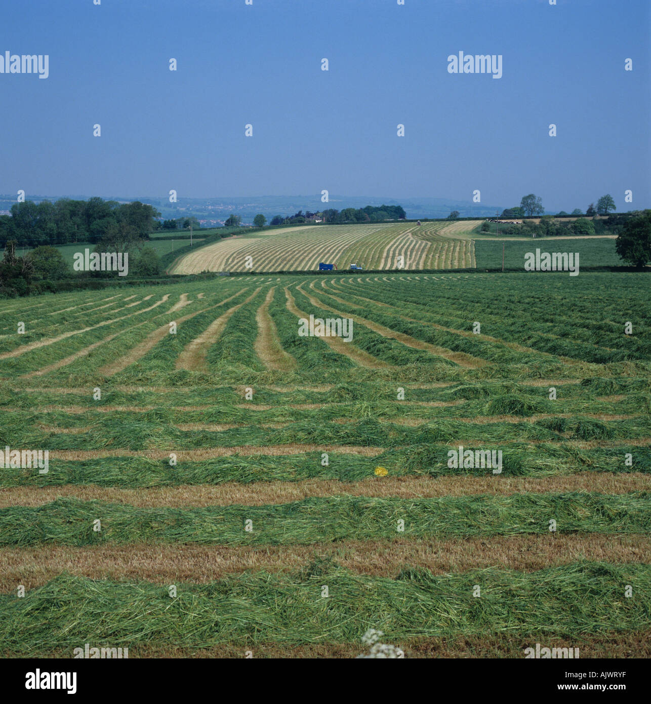 Ryegrass leys mown for silage grass lying in rows in several fields ...