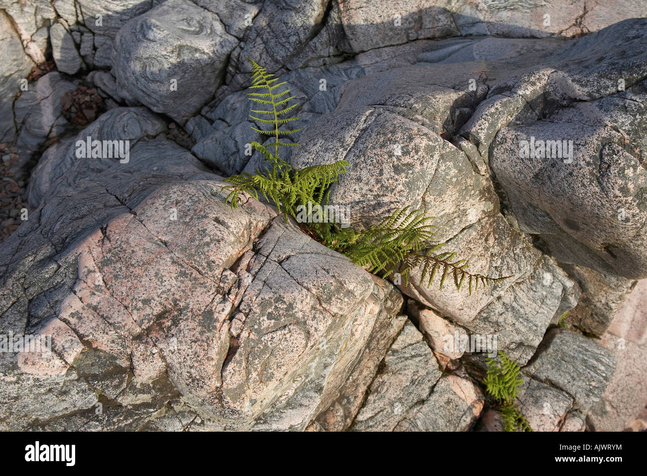 fern growing in a rock by Loch Ness Scotland Stock Photo - Alamy