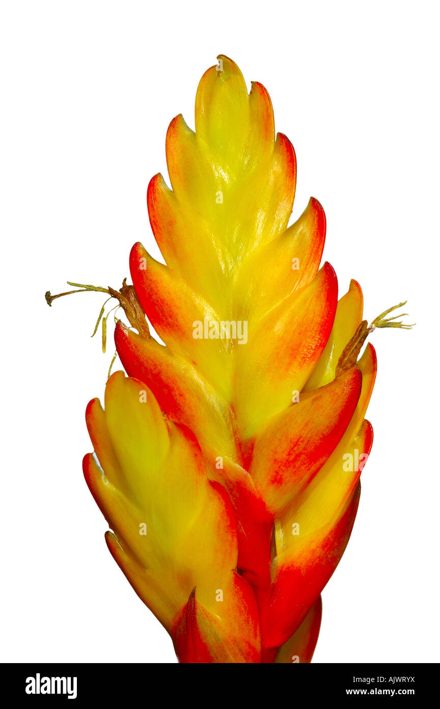 Flower of Bromelia Stock Photo - Alamy