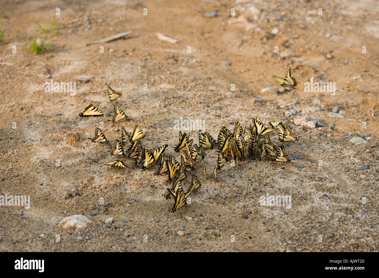 Canadian Tiger Swallowtail butterflies Papilio canadensis on a dirt ...