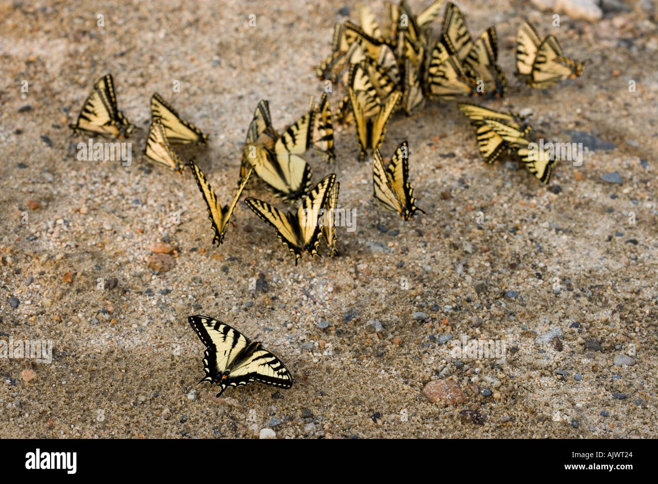Canadian Tiger Swallowtail butterflies Papilio canadensis on a dirt ...