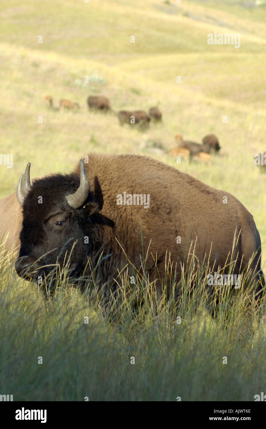 American Bison also known as buffalo grazing on the National North ...