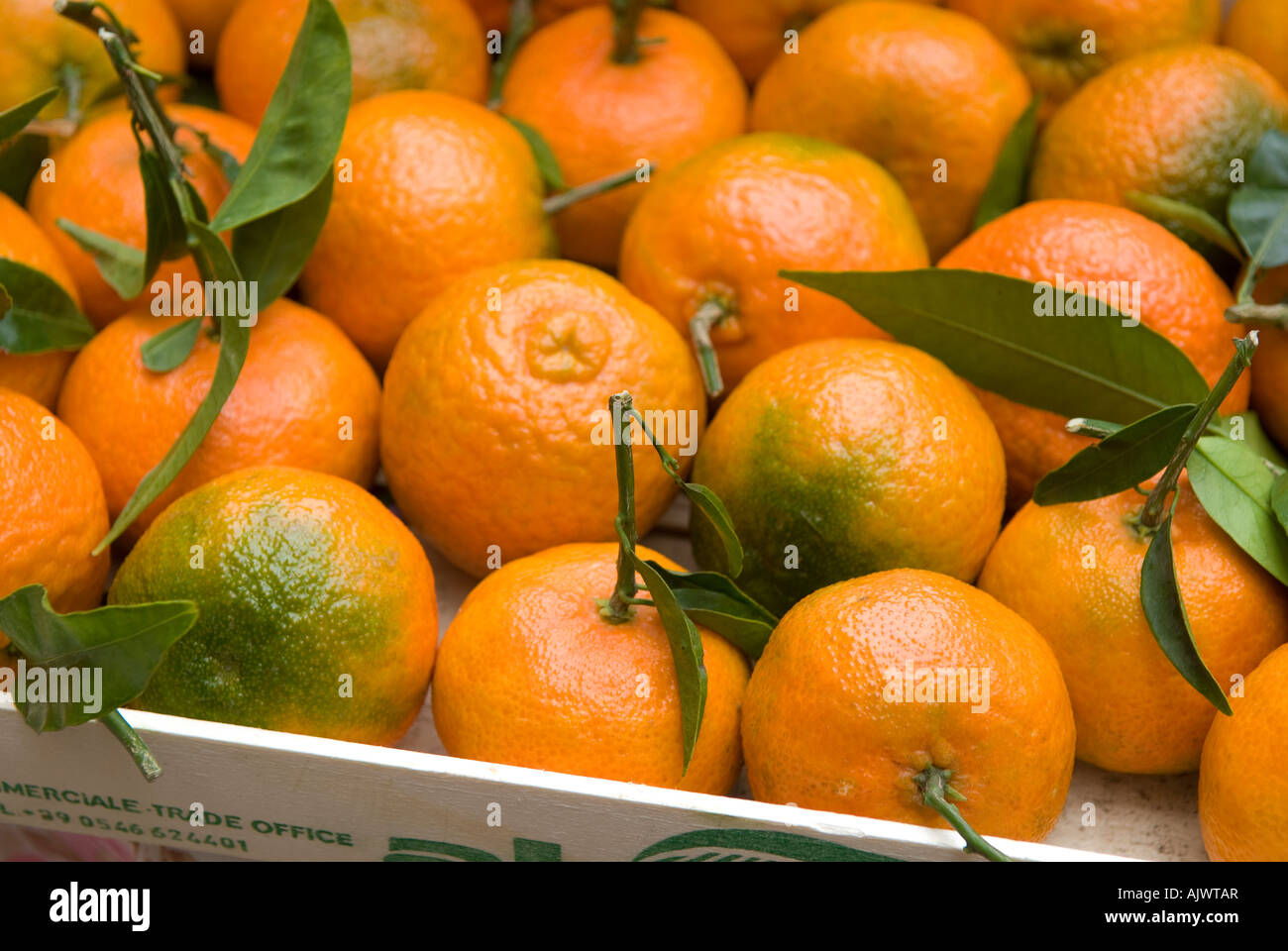 Picked freshly orange hi-res stock photography and images - Alamy