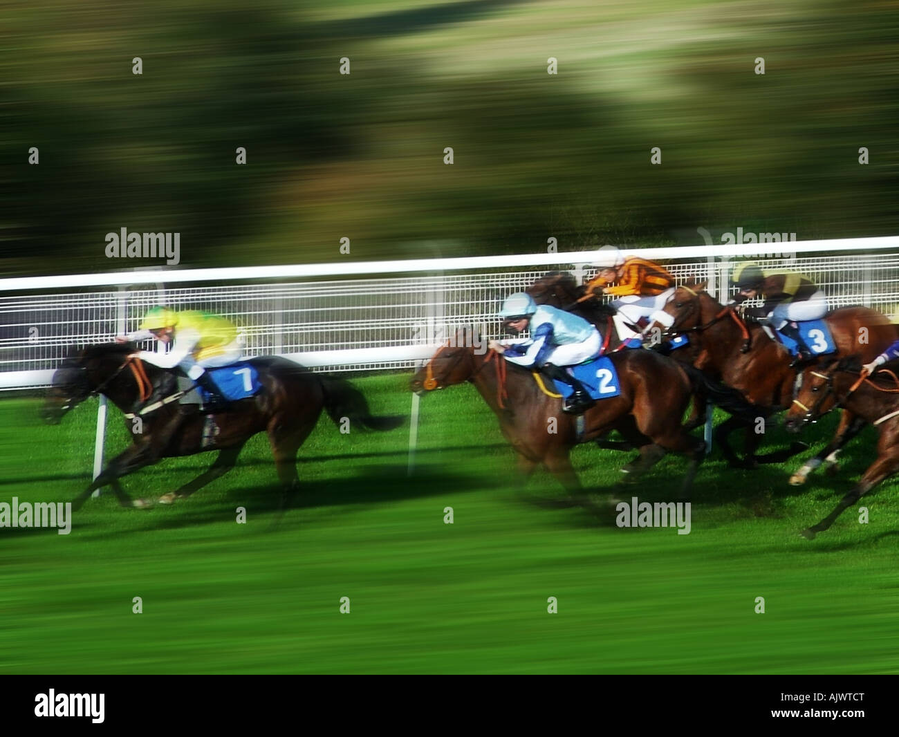 Speeding sport stallion thoroughbred track trifecta triple turf victory ...