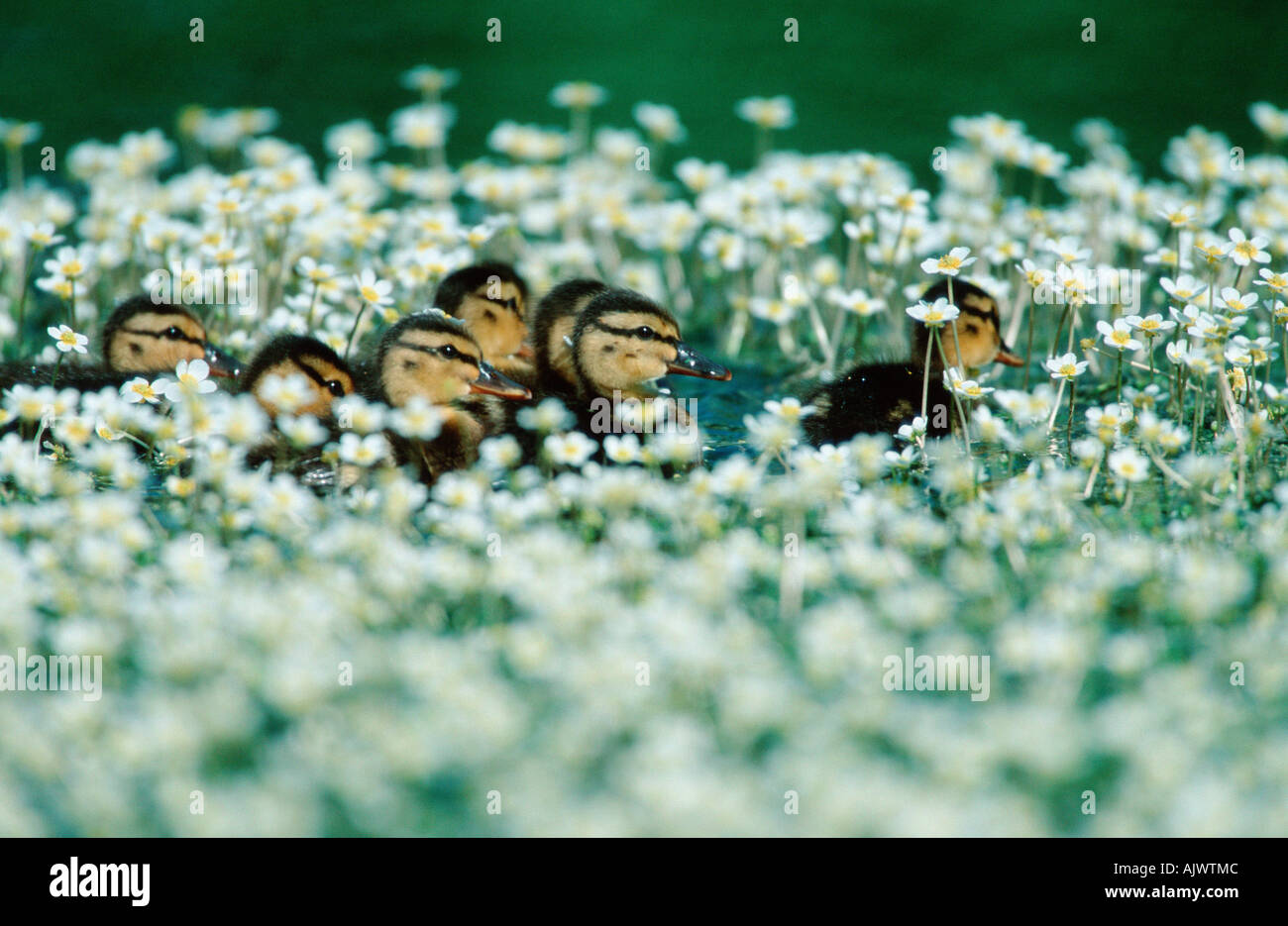 Seven ducklings hi-res stock photography and images - Alamy
