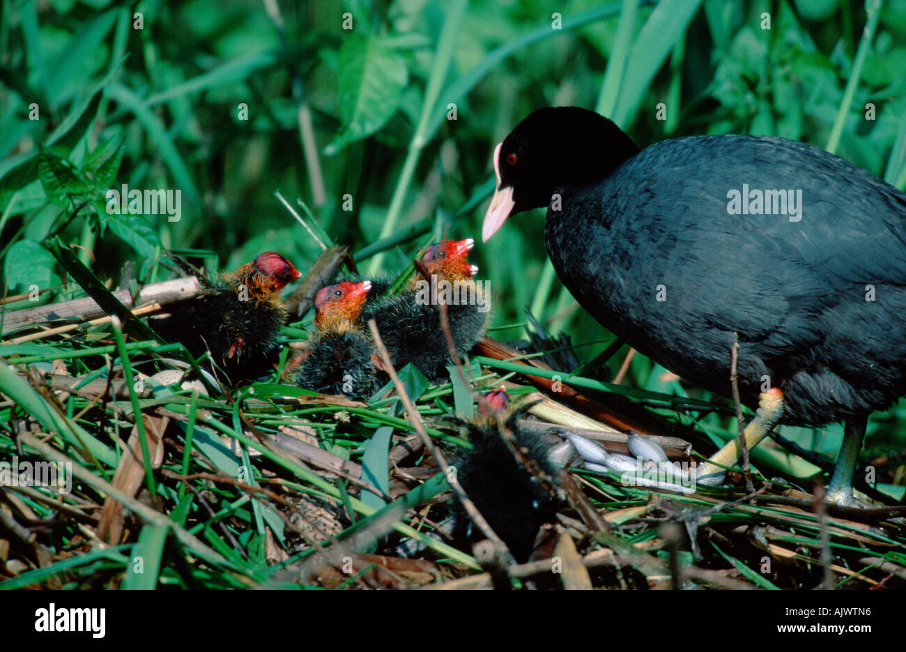 Coot chick standing hi-res stock photography and images - Alamy