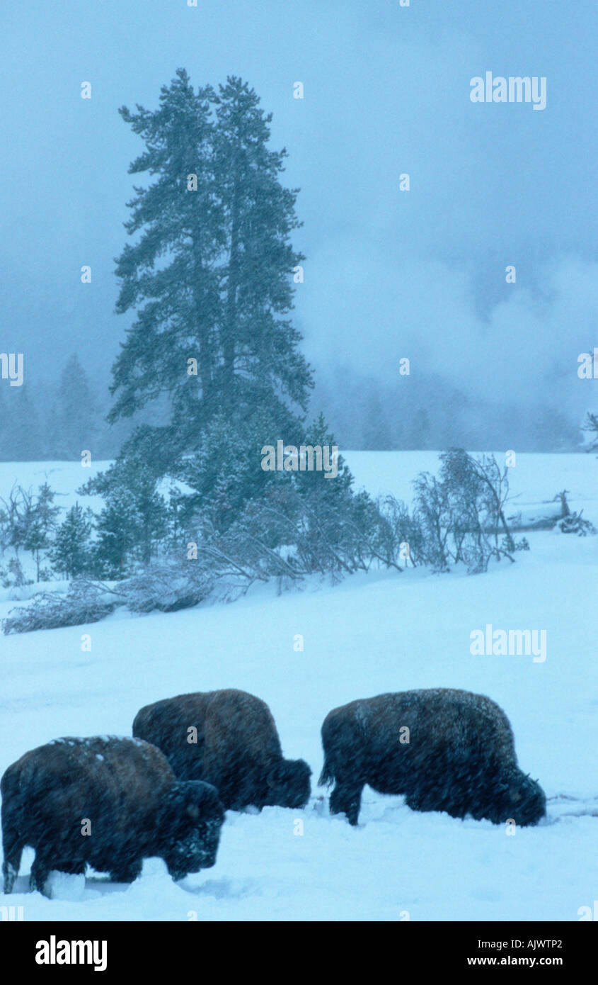 Three bisons hi-res stock photography and images - Alamy