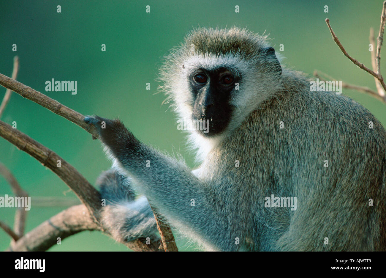 Green Monkey / Grivet Monkey / Vervet Monkey Stock Photo - Alamy