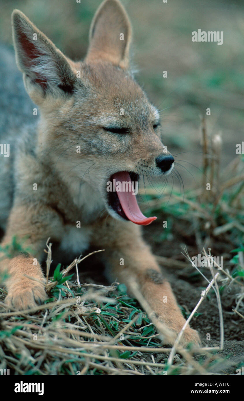 Jackal yawning hi-res stock photography and images - Alamy