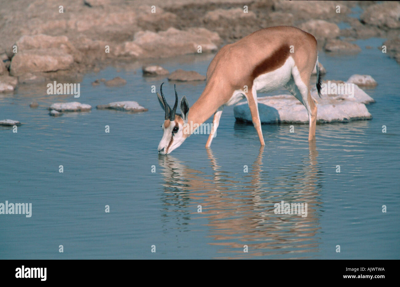 Springbok male drinking hi-res stock photography and images - Alamy