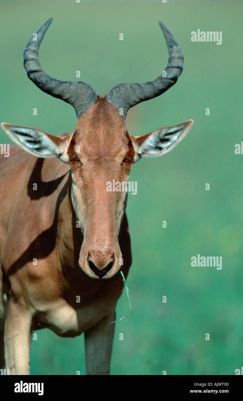 Hartebeest / Kongoni Stock Photo - Alamy