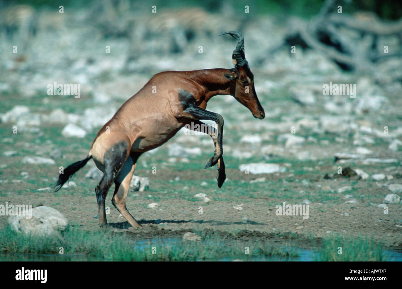 Hartebeest / Kongoni Stock Photo - Alamy