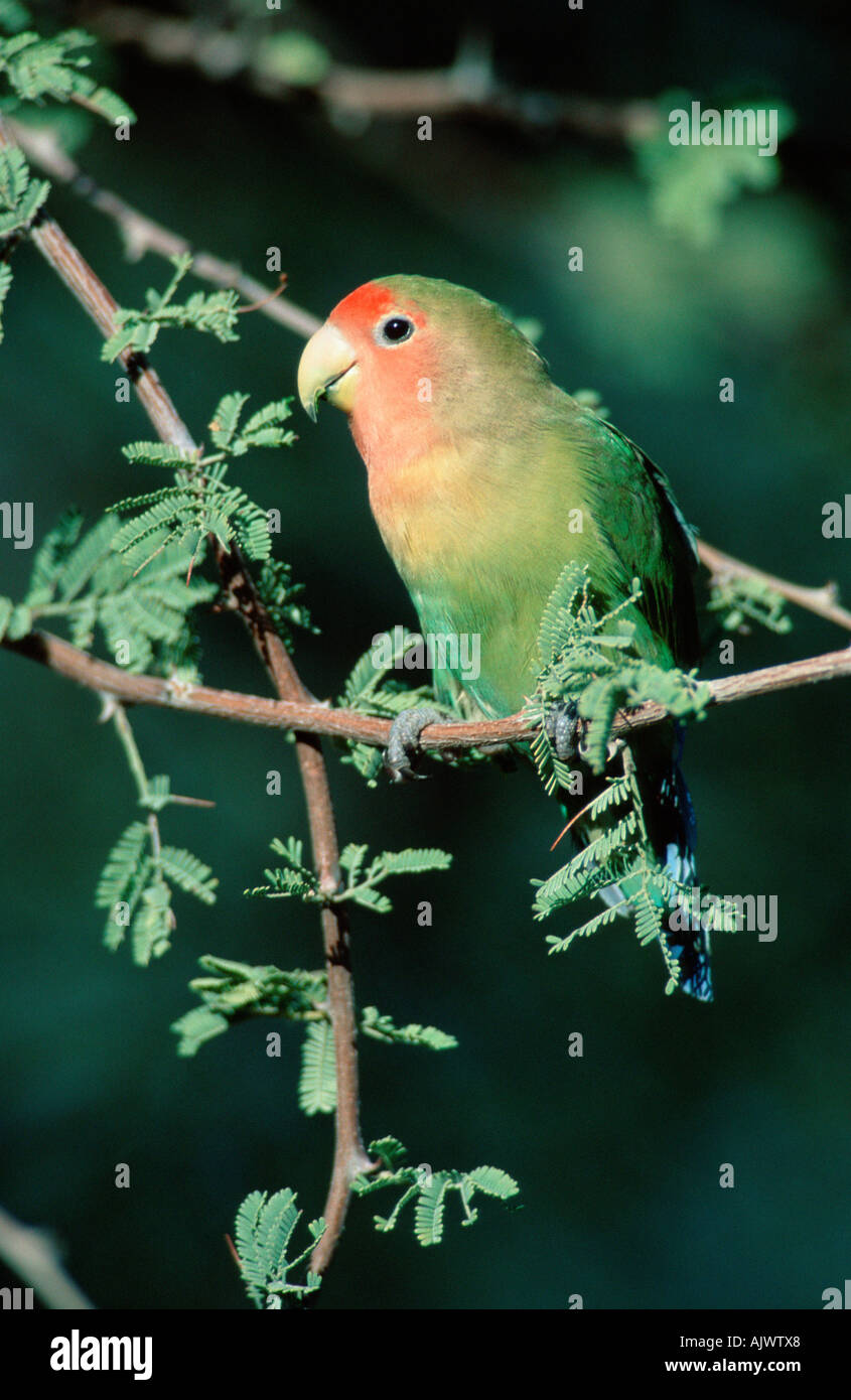 Green peach faced hi-res stock photography and images - Alamy
