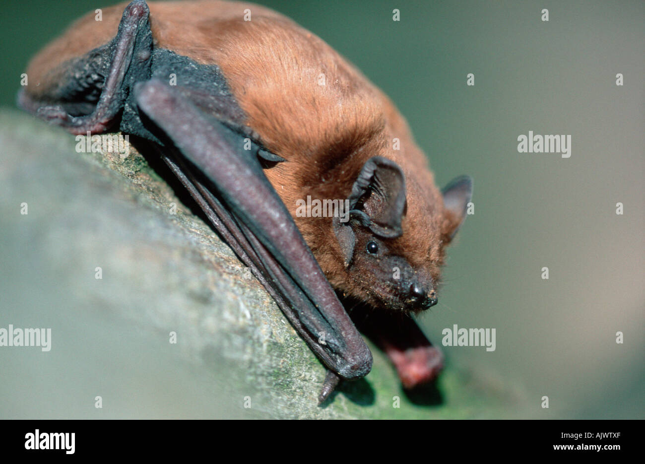 Noctule hi-res stock photography and images - Alamy