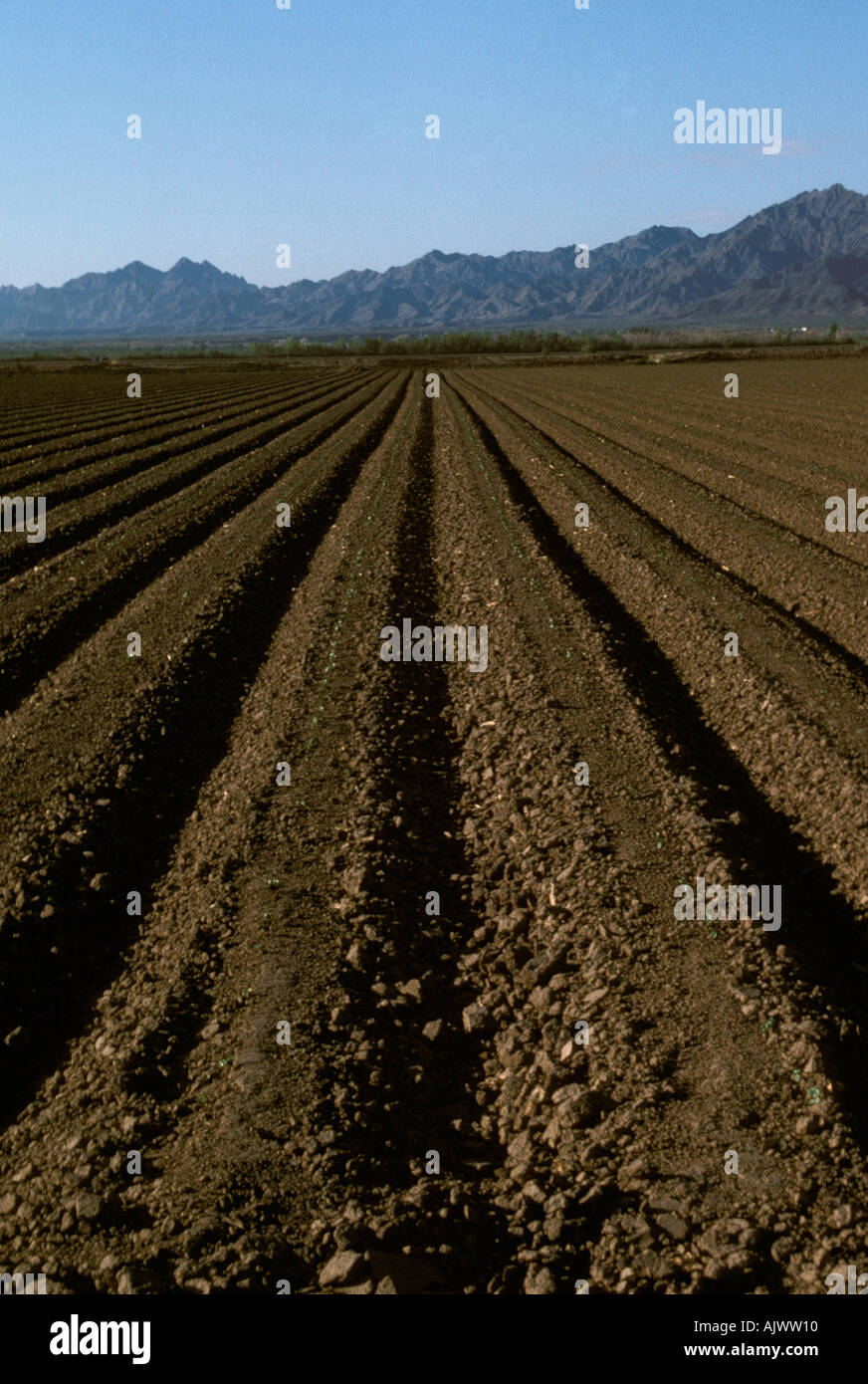 Yuma arizona farm hi-res stock photography and images - Alamy