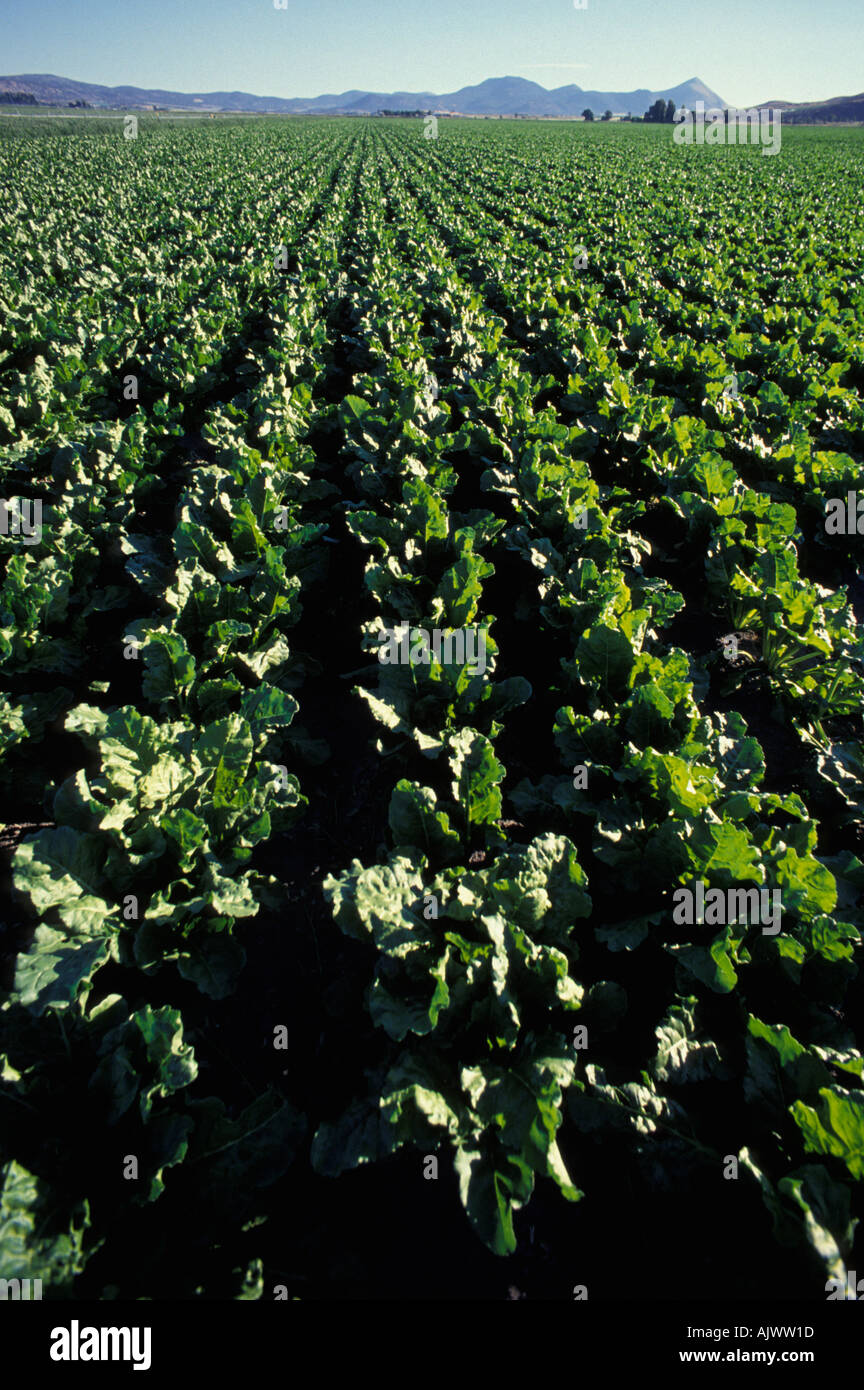 Lettuce yuma arizona hi-res stock photography and images - Alamy