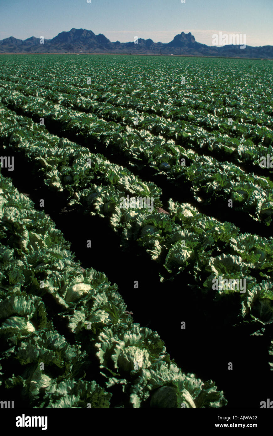 Yuma arizona farm hi-res stock photography and images - Alamy
