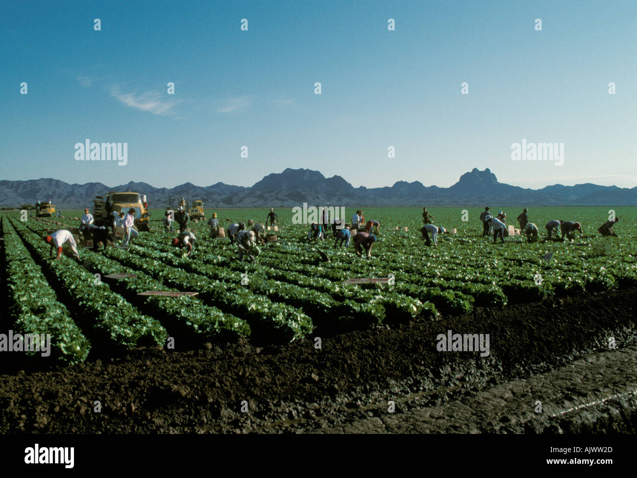 Yuma arizona farm hi-res stock photography and images - Alamy