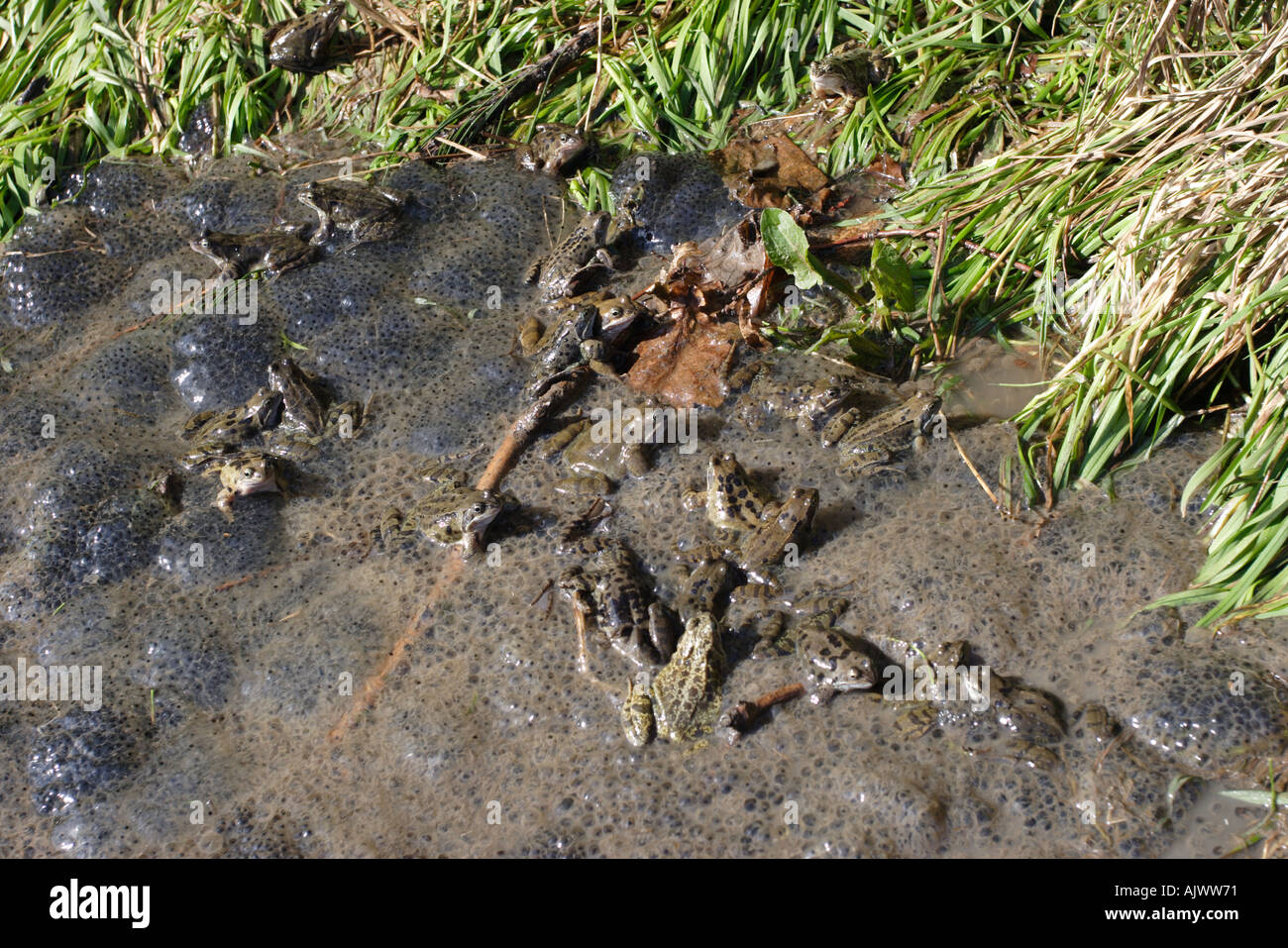 Dozens of frogs mating in a muddy ditch Stock Photo - Alamy