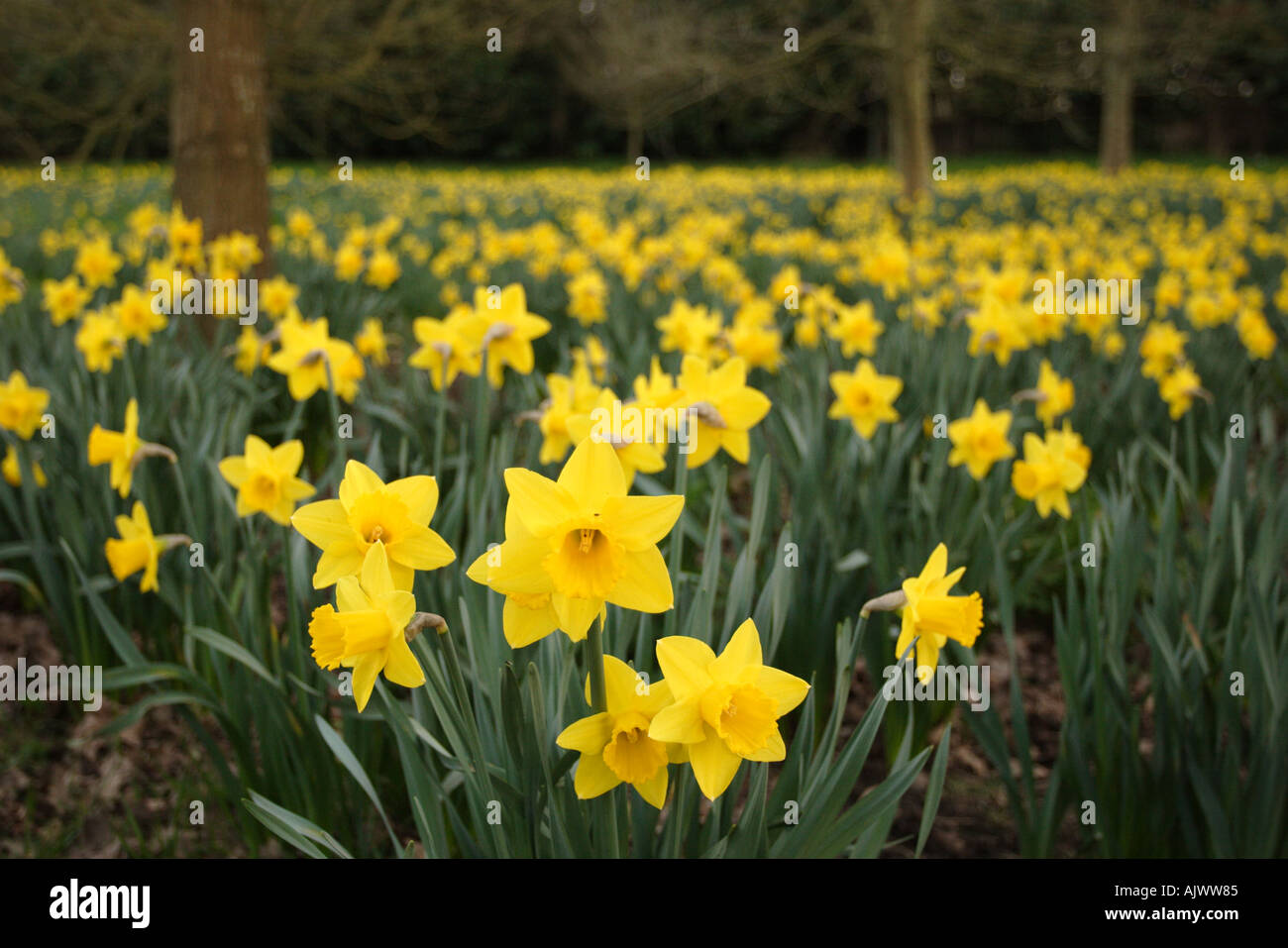 Springtime trees and daffodils Stock Photo - Alamy