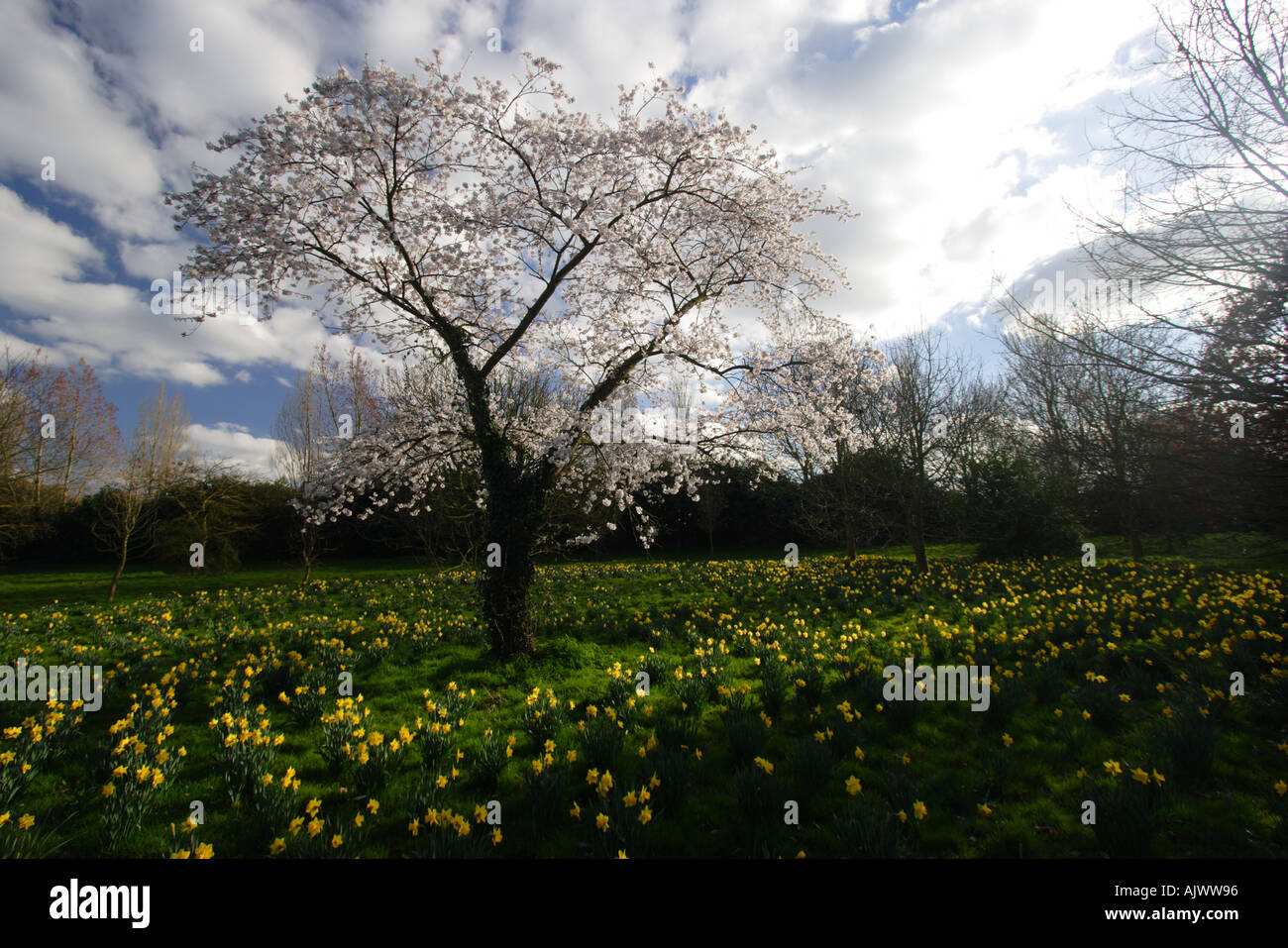 Cherry blossom images uk hi-res stock photography and images - Alamy