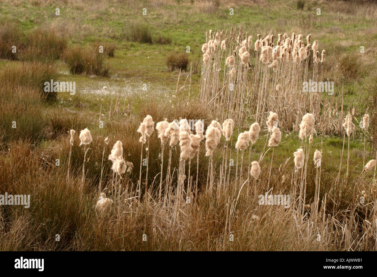 Pampas grass gb hi-res stock photography and images - Alamy