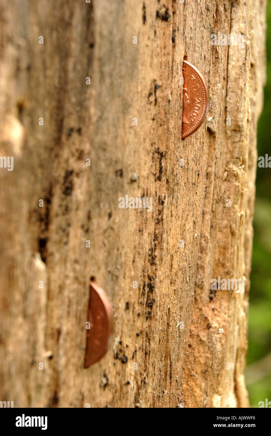 Pennies embedded in a tree trunk Stock Photo - Alamy