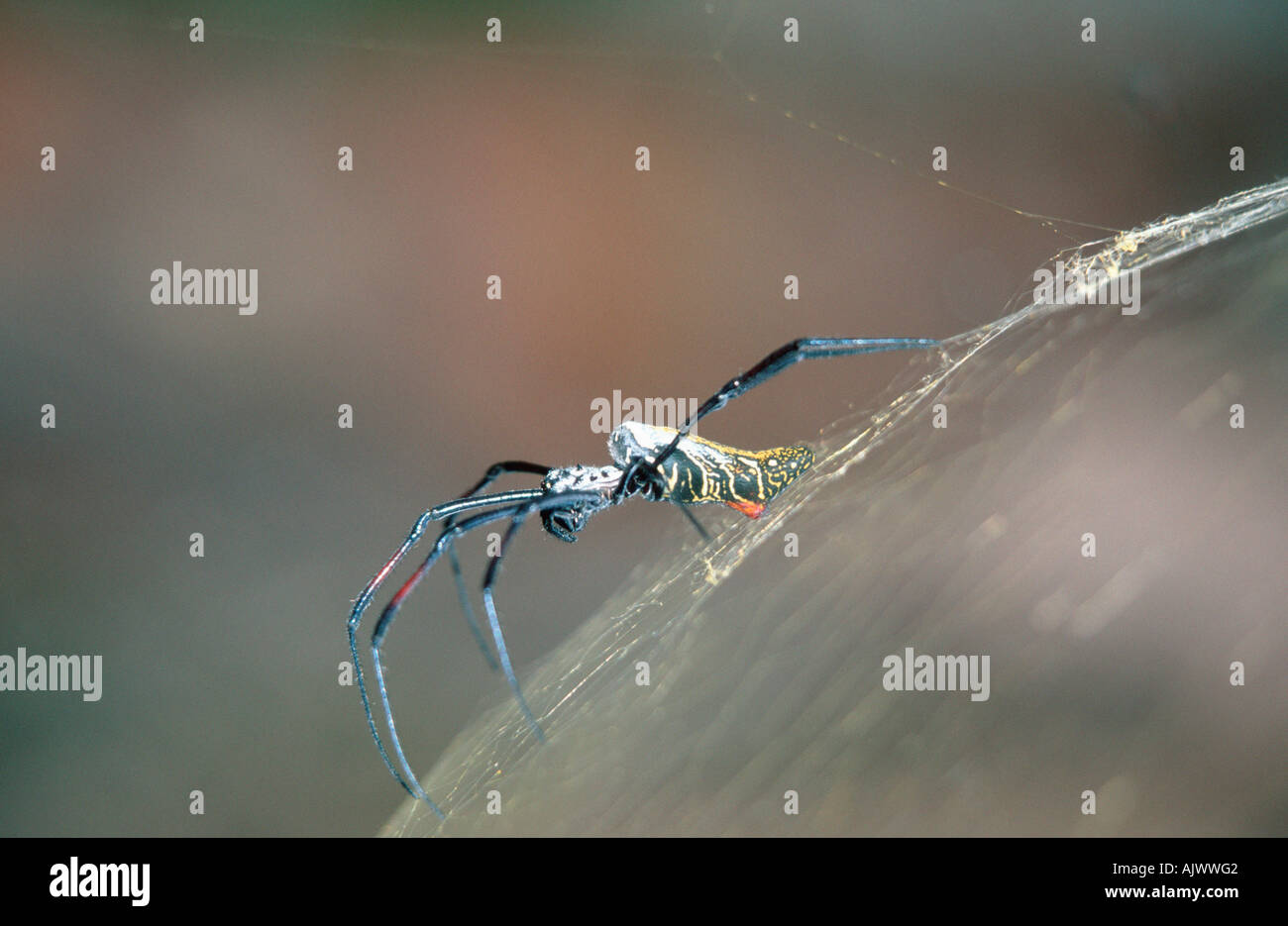 Nephila madagascariensis hi-res stock photography and images - Alamy