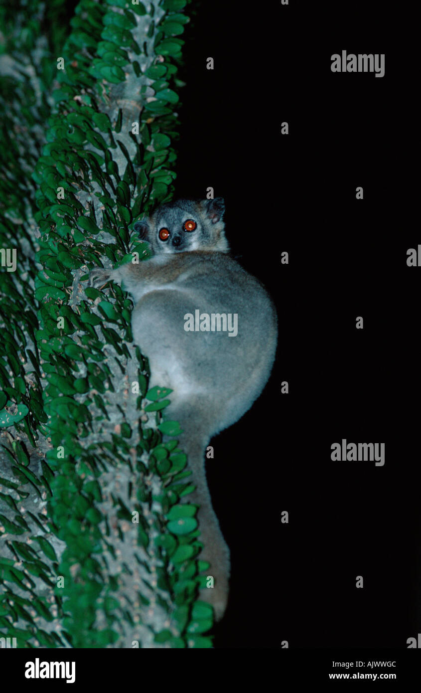 Lepilemur mustelinus weasel sportive lemur hi-res stock photography and ...