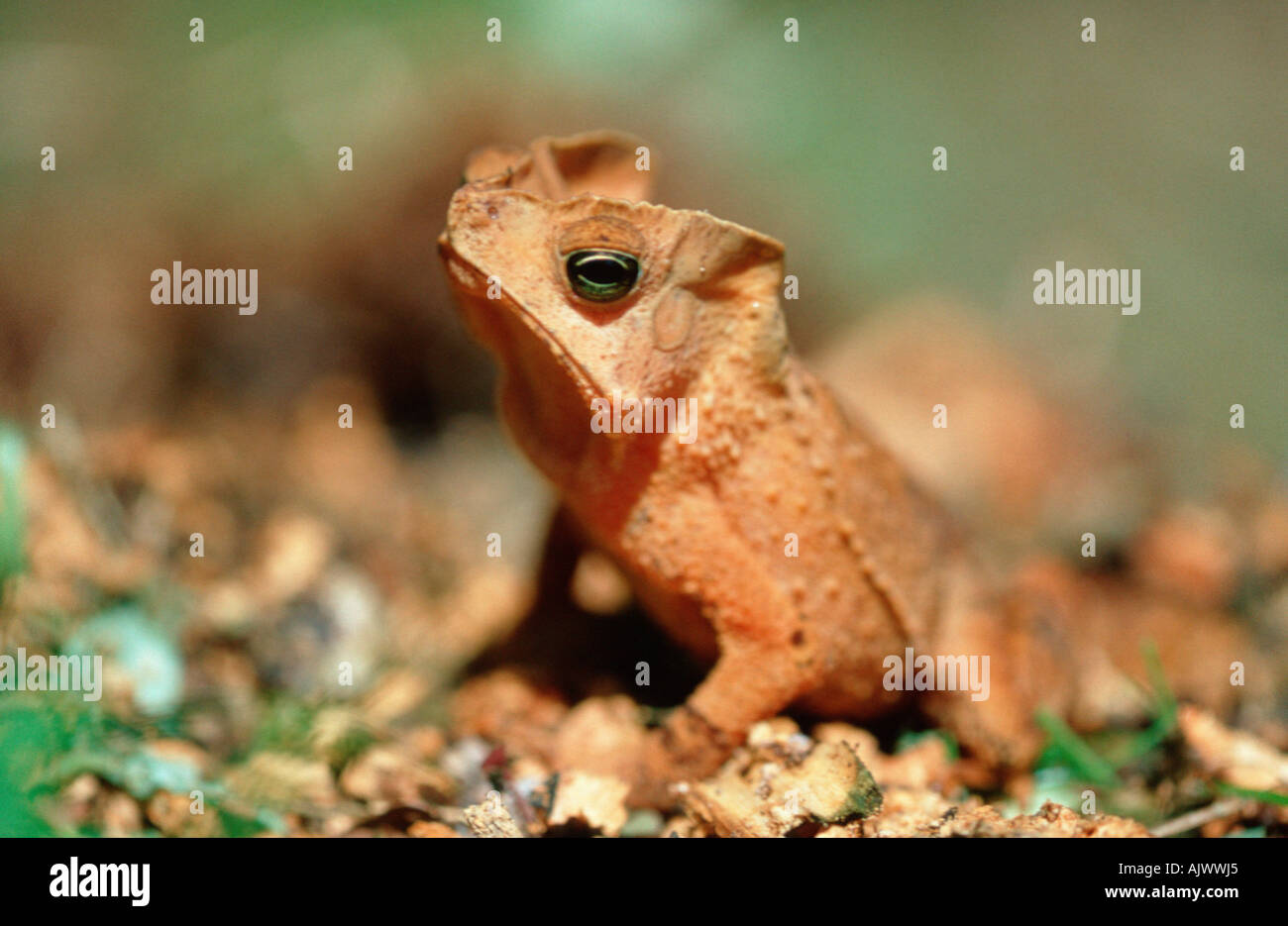 Neotropical Leaf Toad Stock Photo - Alamy