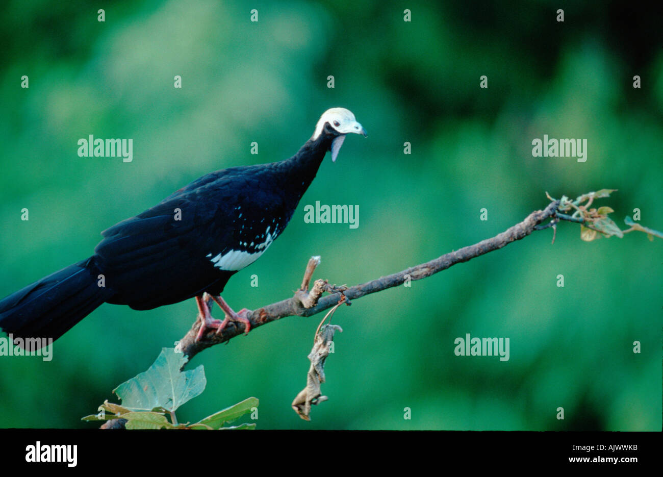 Blue throated guan hi-res stock photography and images - Alamy