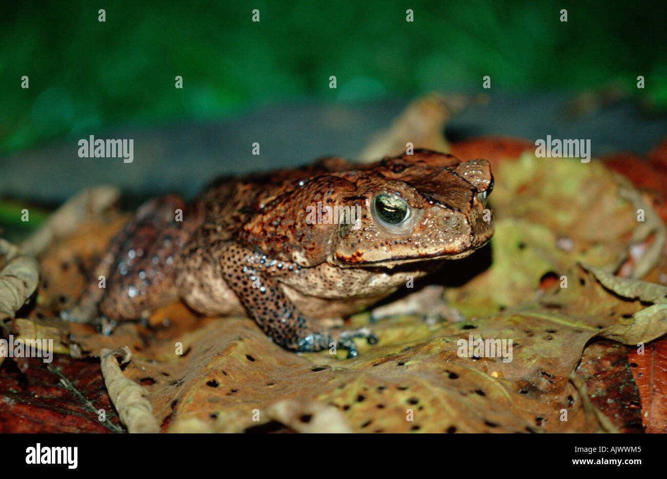 Giant Toad / Marine Toad / Cane Toad Stock Photo - Alamy