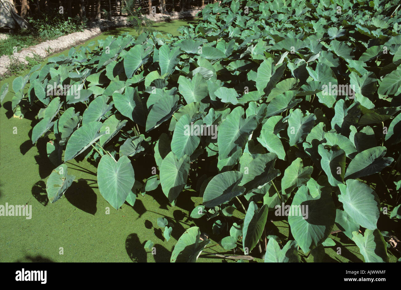 Cocoyam hi-res stock photography and images - Alamy