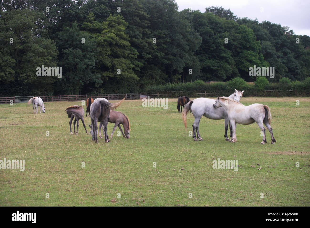 Welsh section b hi-res stock photography and images - Alamy