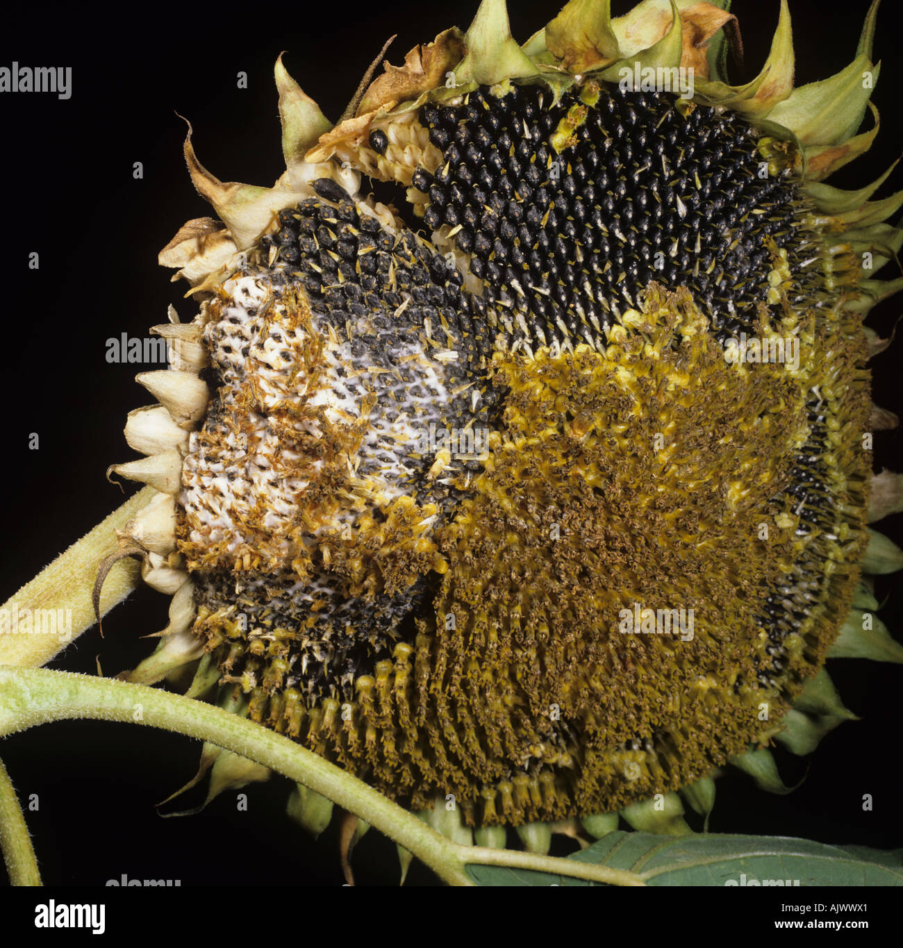 Grey mould Botrytis cinerea development and seedhead decay on sunflower ...